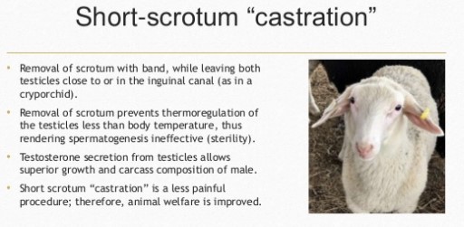 GROUP D LAB 7 BULL CASTRATION